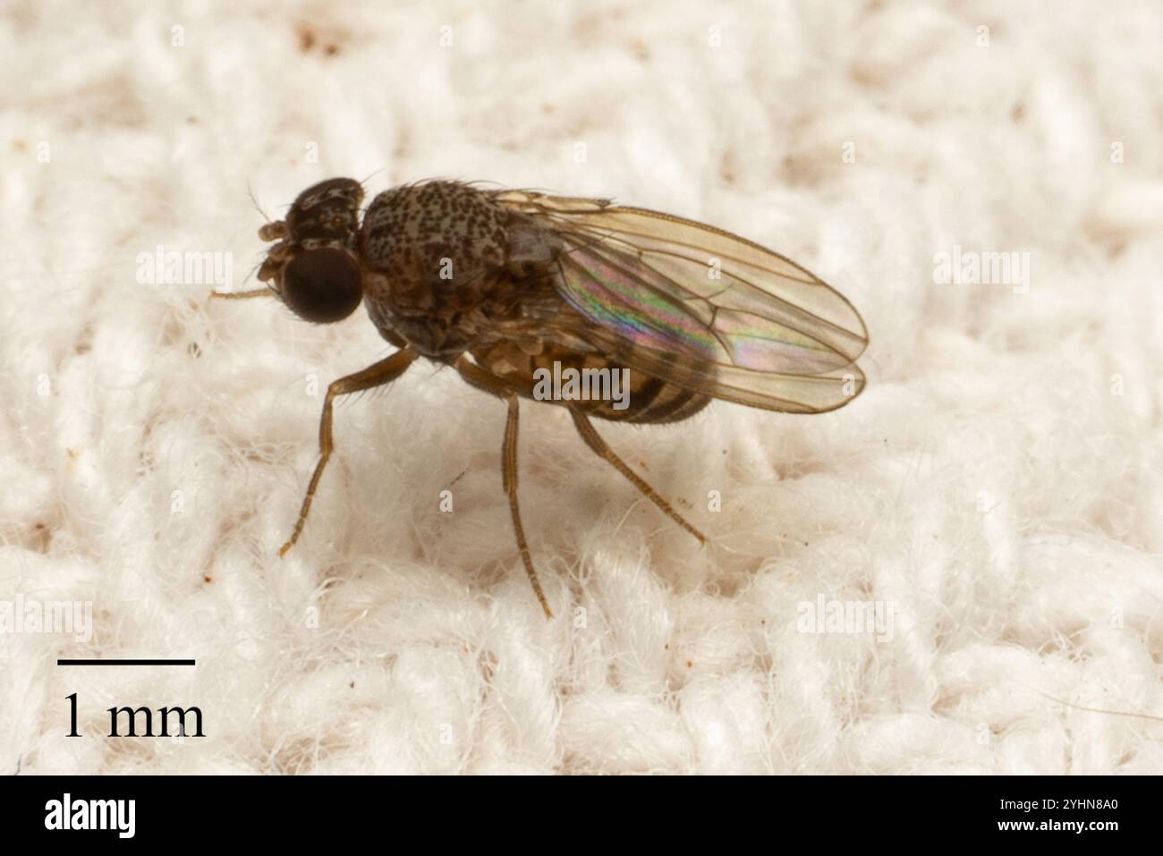 Drosophila repleta hi-res stock photography and images - Alamy