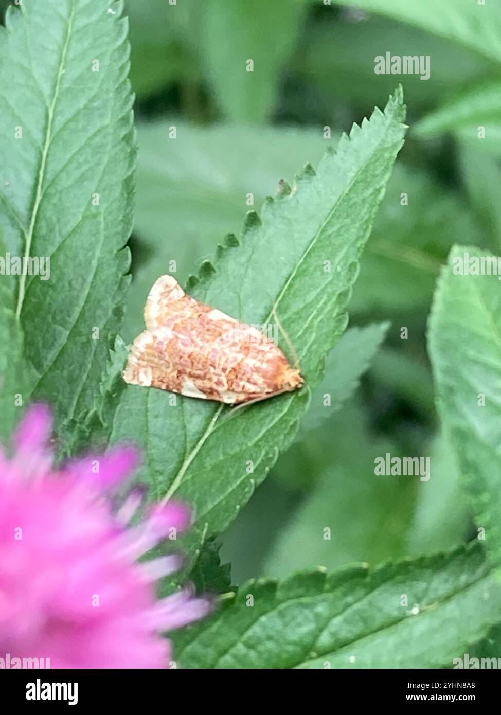 Fruit-tree Leafroller Moth (Archips argyrospila Stock Photo - Alamy