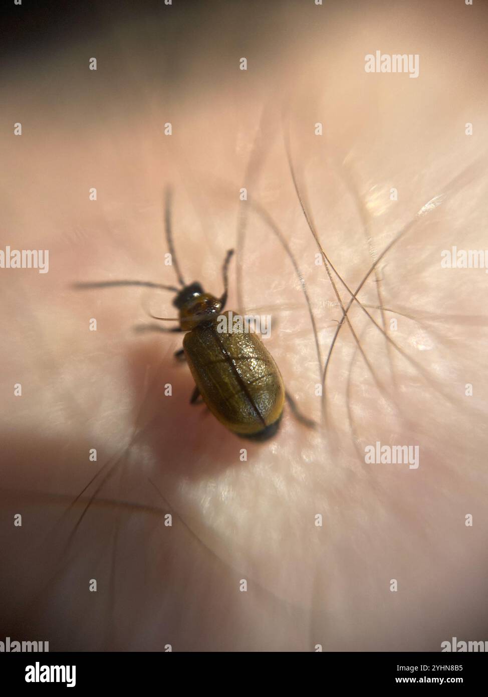 Heather Beetle (Lochmaea suturalis Stock Photo - Alamy