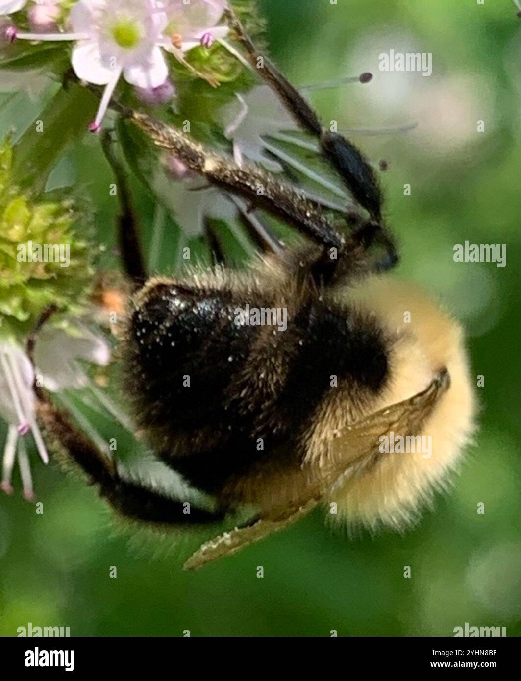 Two-spotted Bumble Bee (Bombus bimaculatus Stock Photo - Alamy