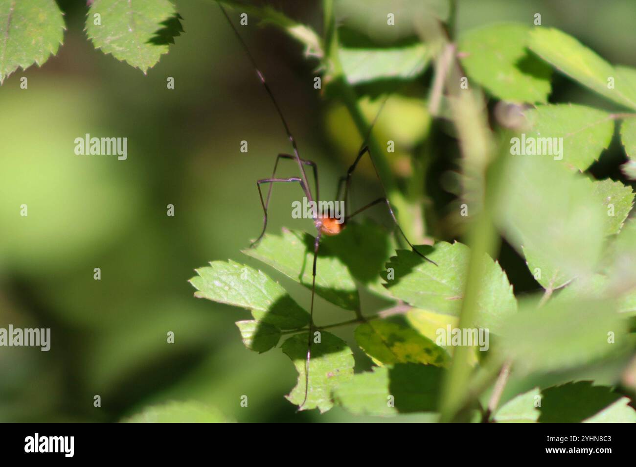 Eastern Harvestman (Leiobunum vittatum Stock Photo - Alamy