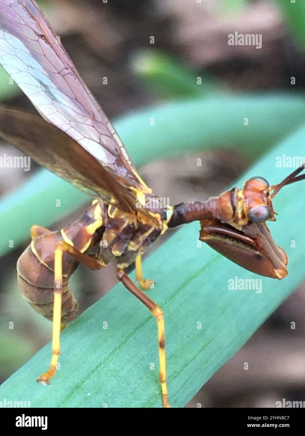 Brown Wasp Mantidfly (Climaciella brunnea Stock Photo - Alamy