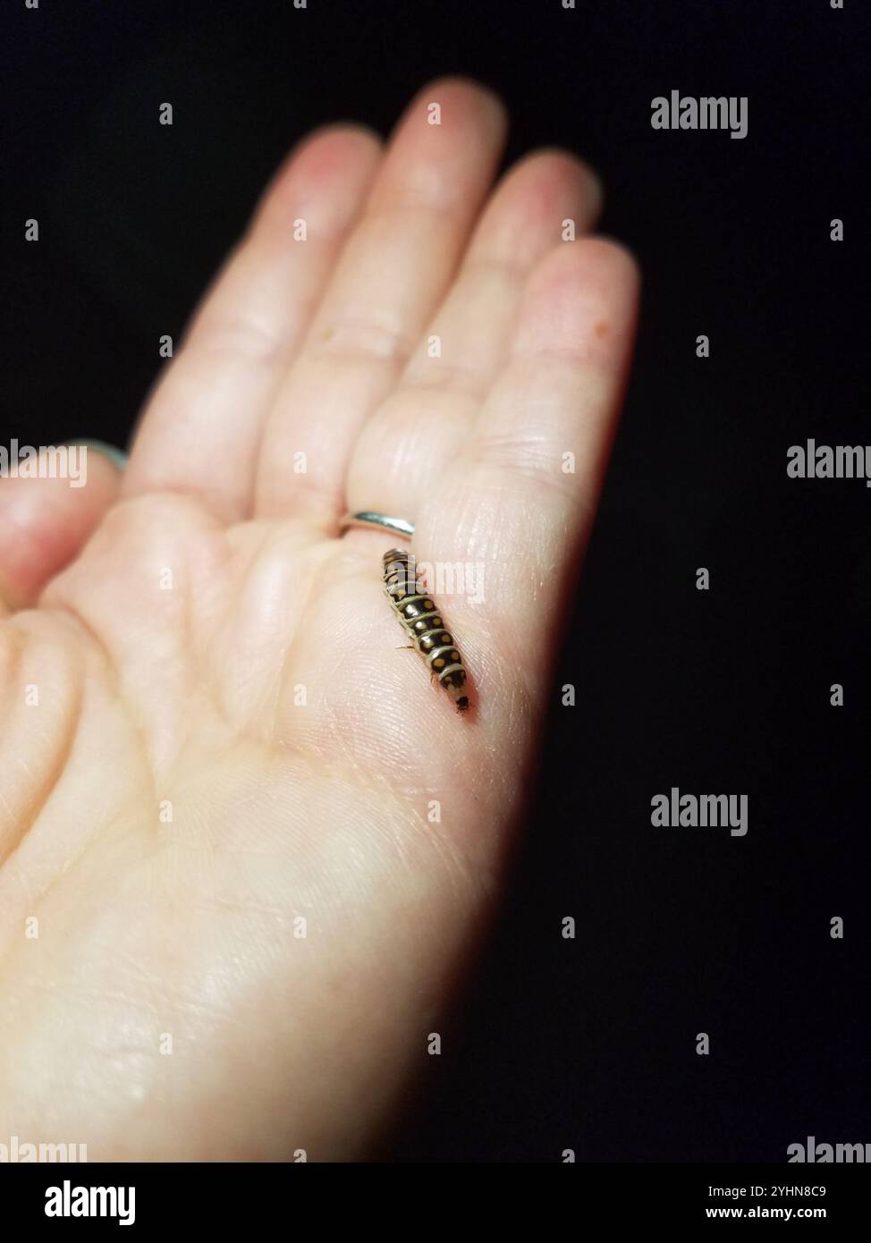 Phengodes hi-res stock photography and images - Alamy