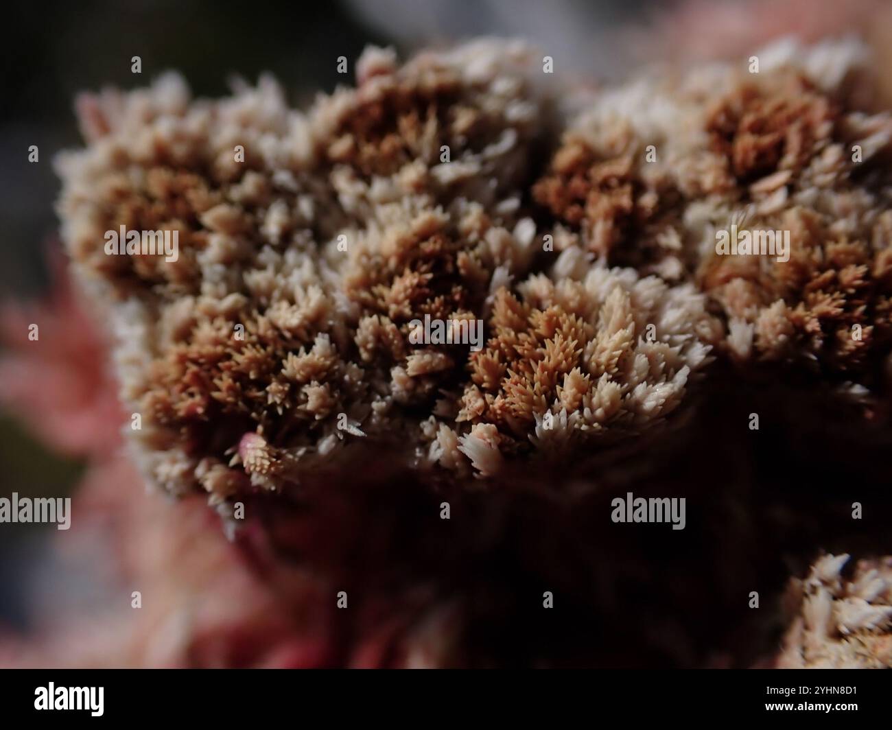 Red Peatmoss (Sphagnum rubellum Stock Photo - Alamy