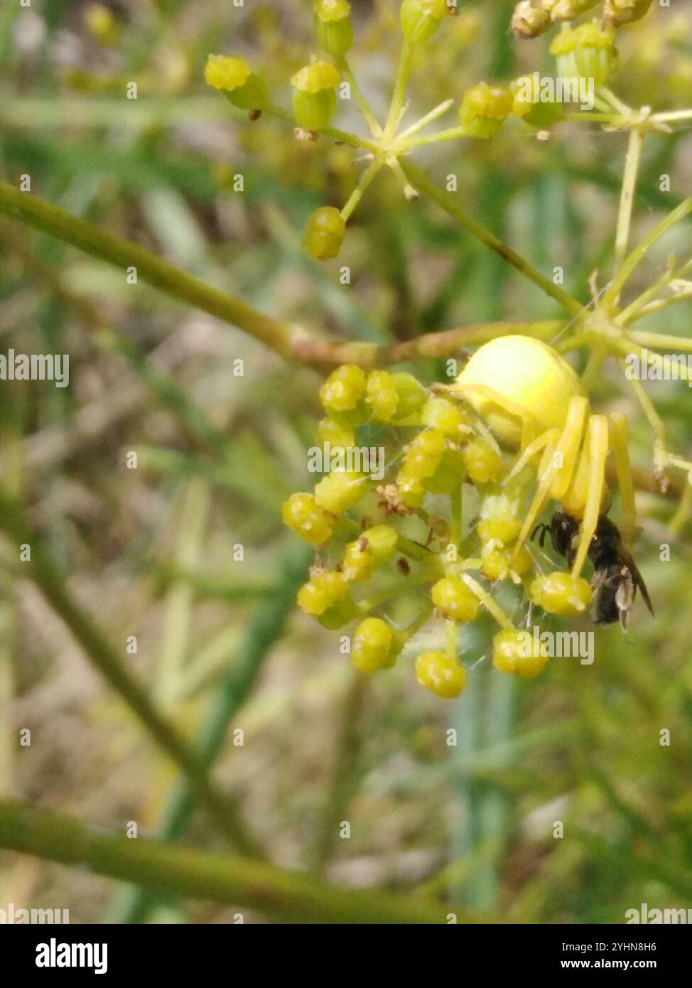 Pepper-saxifrage (Silaum silaus Stock Photo - Alamy