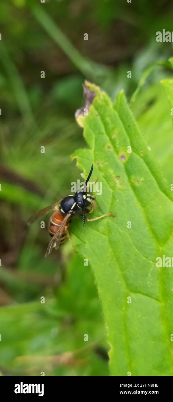 Red-banded Yellowjacket (Vespula rufa Stock Photo - Alamy