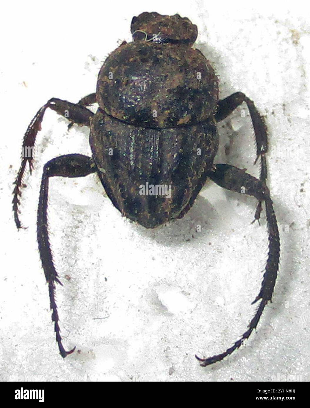 Spider Dung Beetles (Sisyphus Stock Photo - Alamy