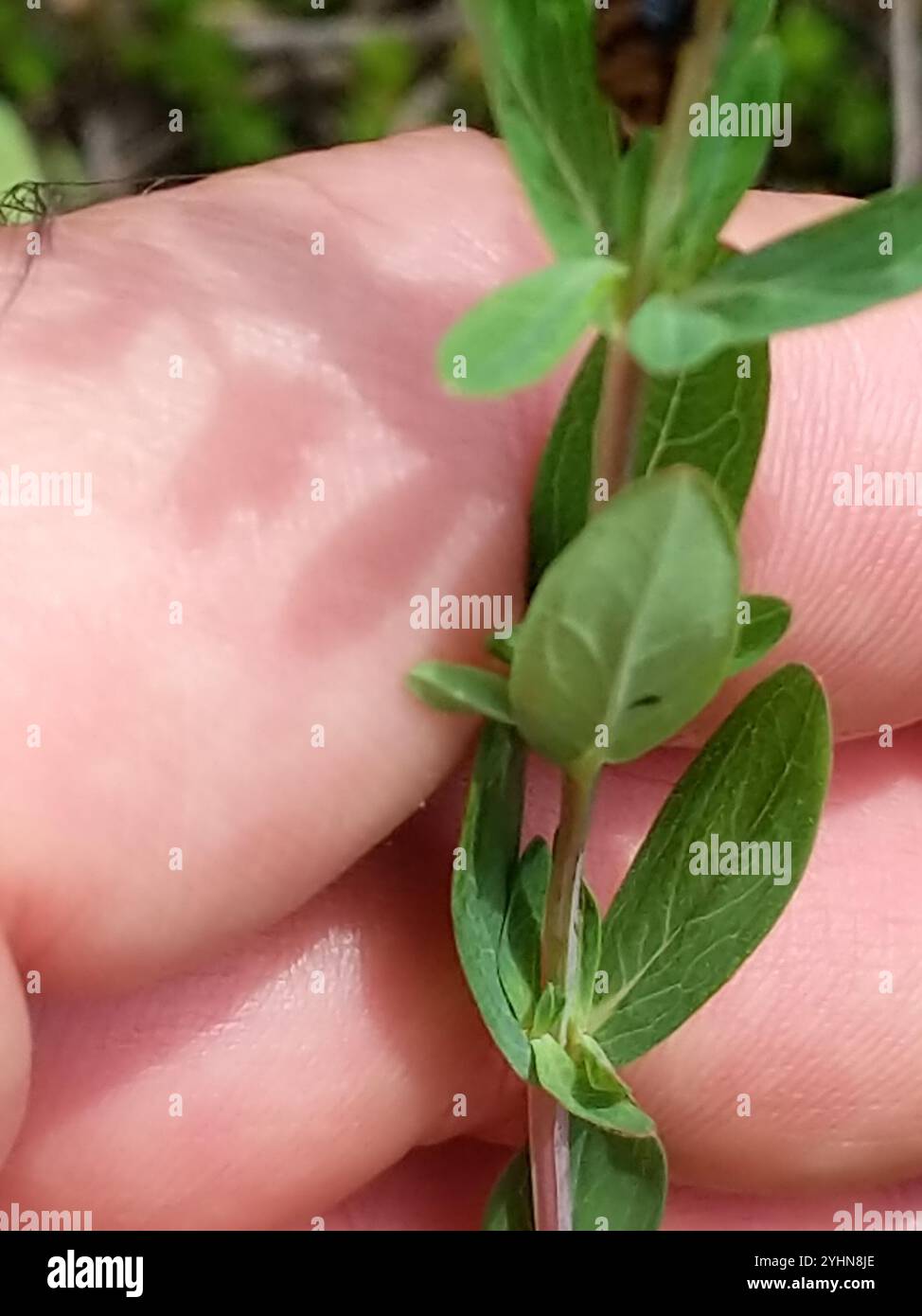 Hypericum ellipticum hi-res stock photography and images - Alamy