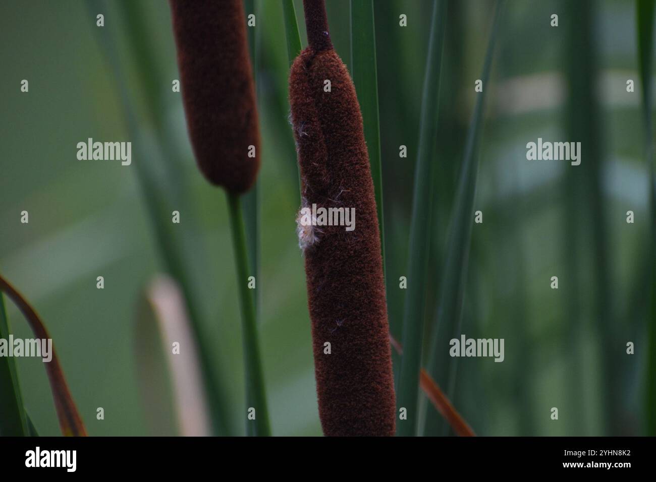 narrow-leaved cattail (Typha angustifolia Stock Photo - Alamy