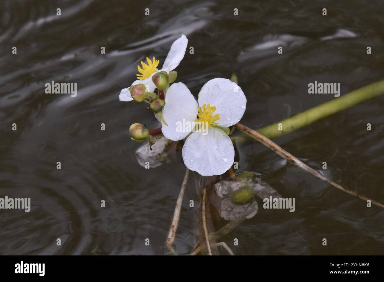 Sagittaria cuneata hi-res stock photography and images - Alamy