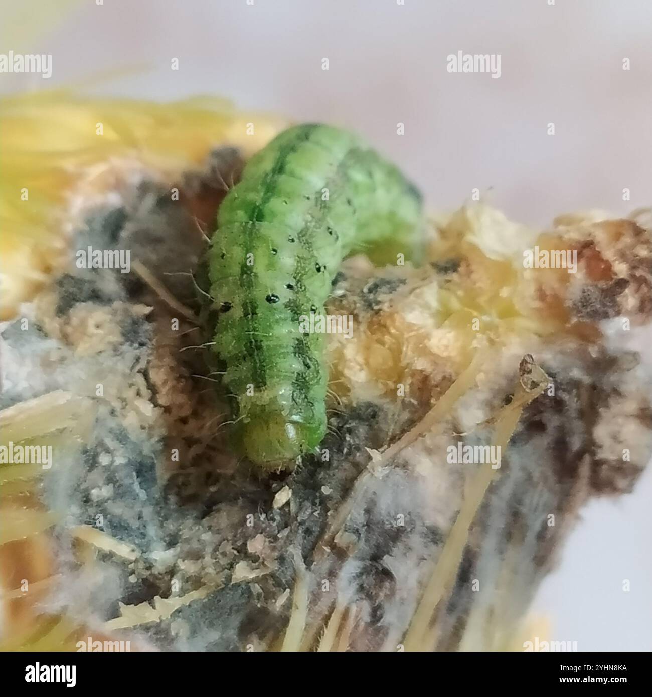 Cotton Bollworm Moth (Helicoverpa armigera Stock Photo - Alamy