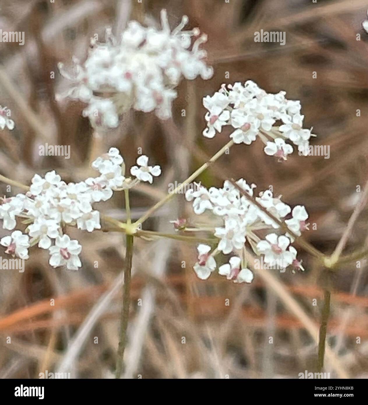 Perideridia hi-res stock photography and images - Alamy