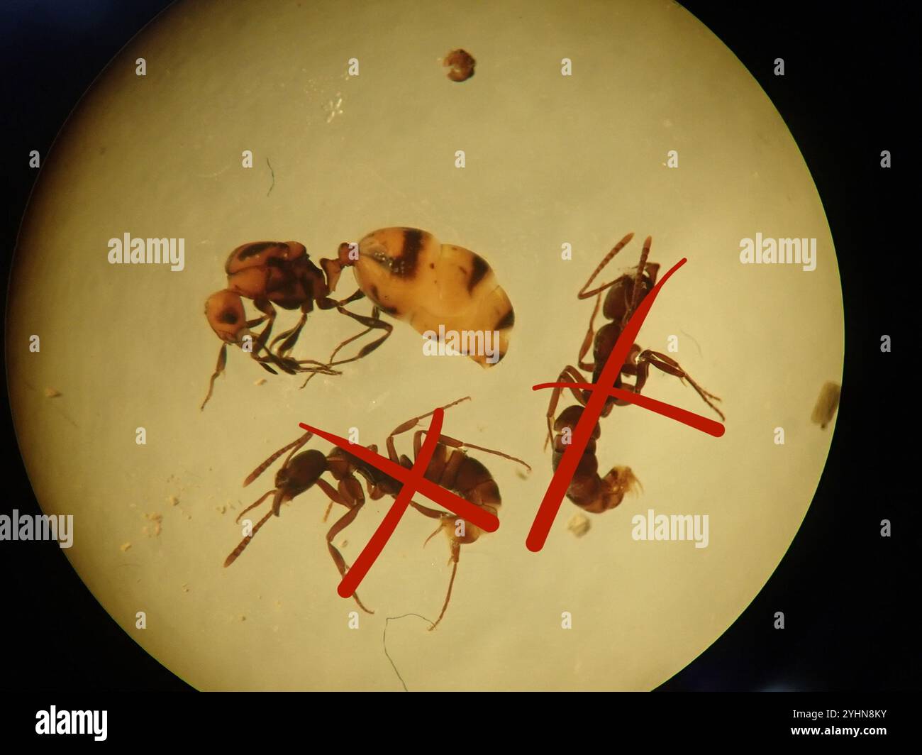 Southern Ant (Chelaner antarcticus Stock Photo - Alamy