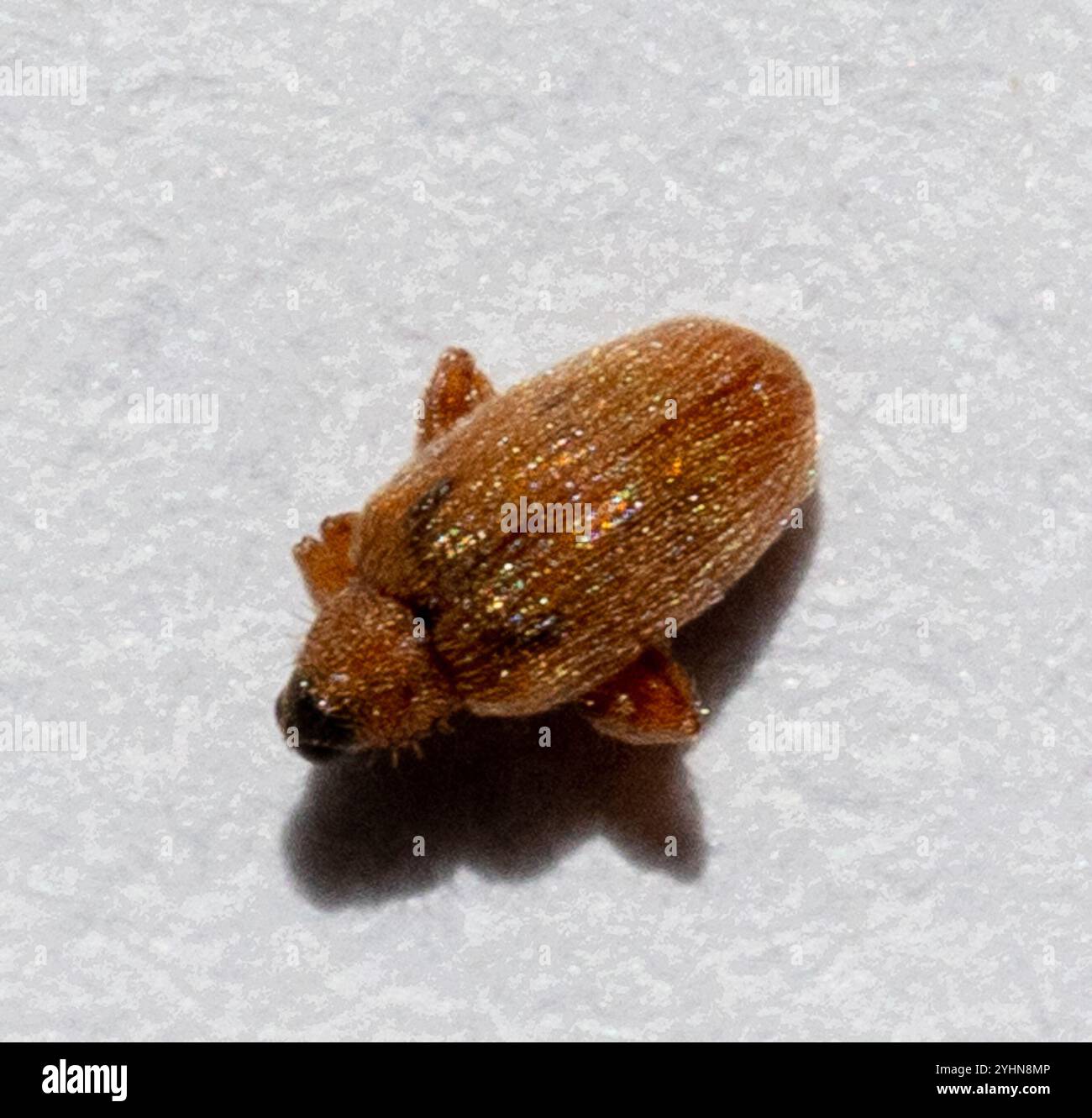 Orchestes hi-res stock photography and images - Alamy