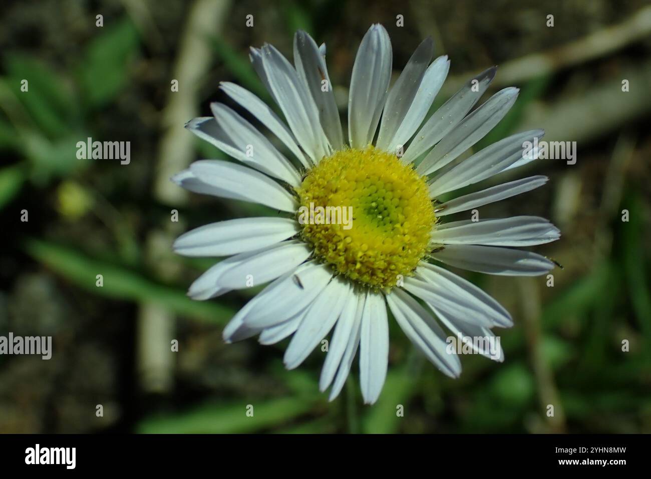 Subalpine Fleabane (Erigeron glacialis Stock Photo - Alamy
