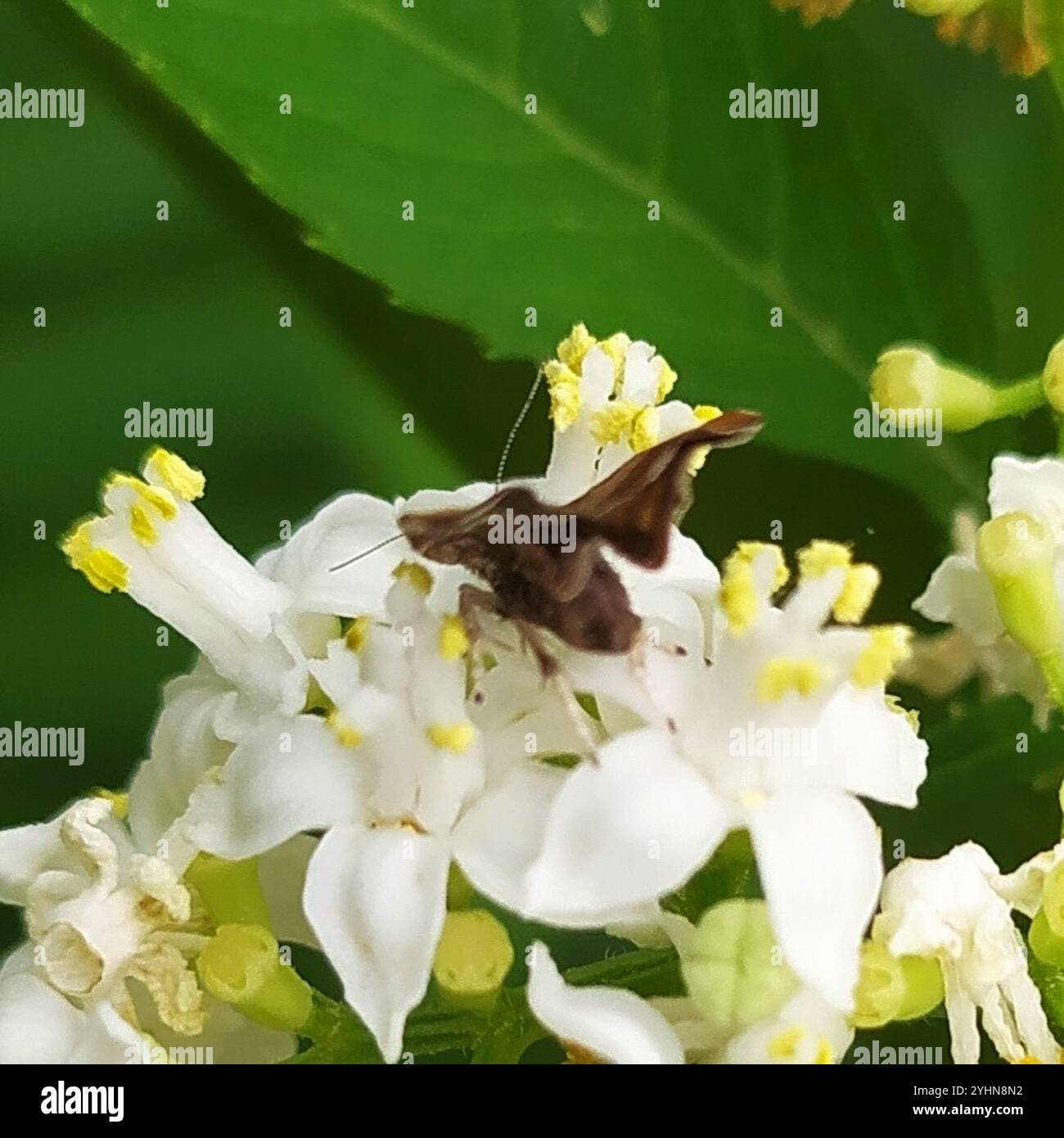 fig-tree skeletonizer moth (Choreutis nemorana Stock Photo - Alamy