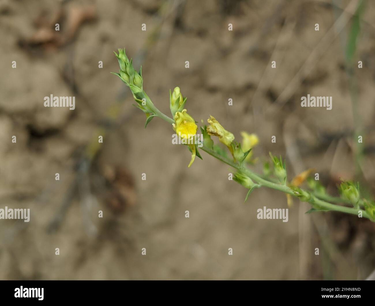 (Linaria genistifolia genistifolia Stock Photo - Alamy