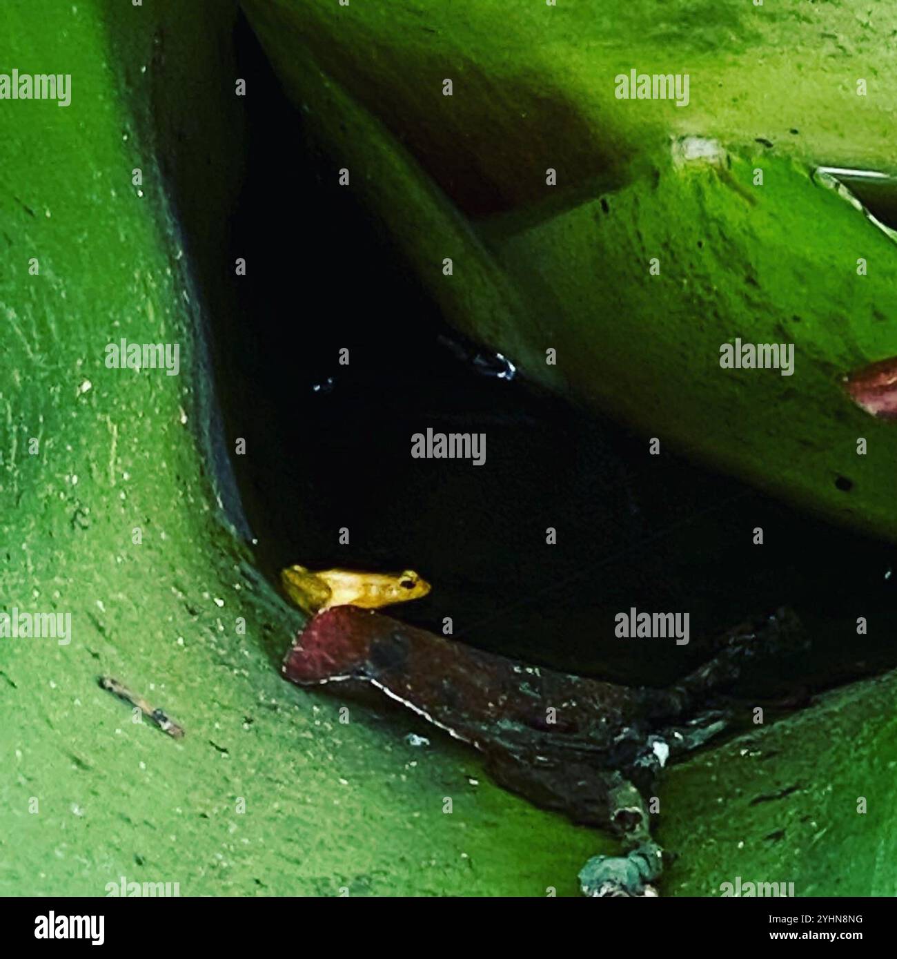 Golden Rocket Frog (Anomaloglossus beebei Stock Photo - Alamy