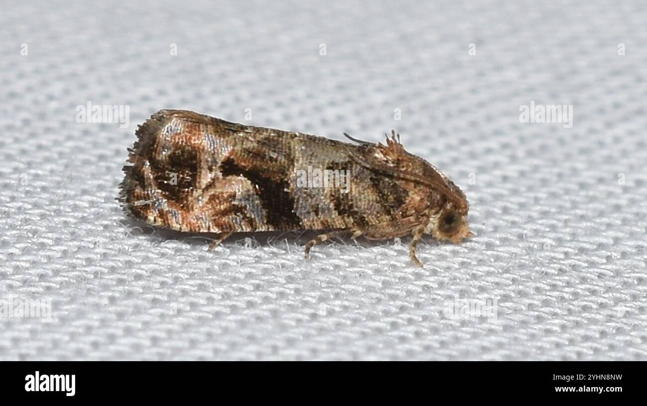 Tortricid Leafroller Moths and Allies (Tortricoidea Stock Photo - Alamy