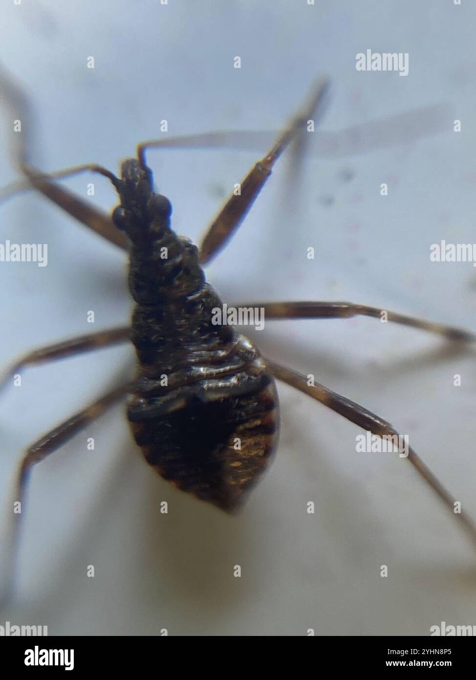 Tree Damsel Bug (Himacerus apterus Stock Photo - Alamy