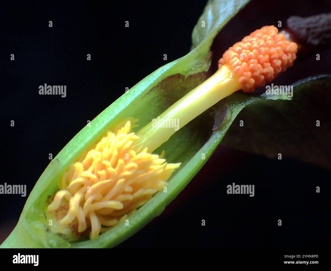 Crowdipper (Pinellia ternata Stock Photo - Alamy