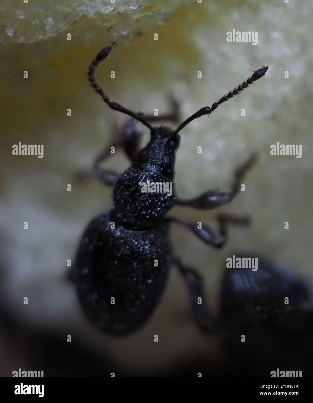 Strawberry Root Weevil (Otiorhynchus ovatus Stock Photo - Alamy