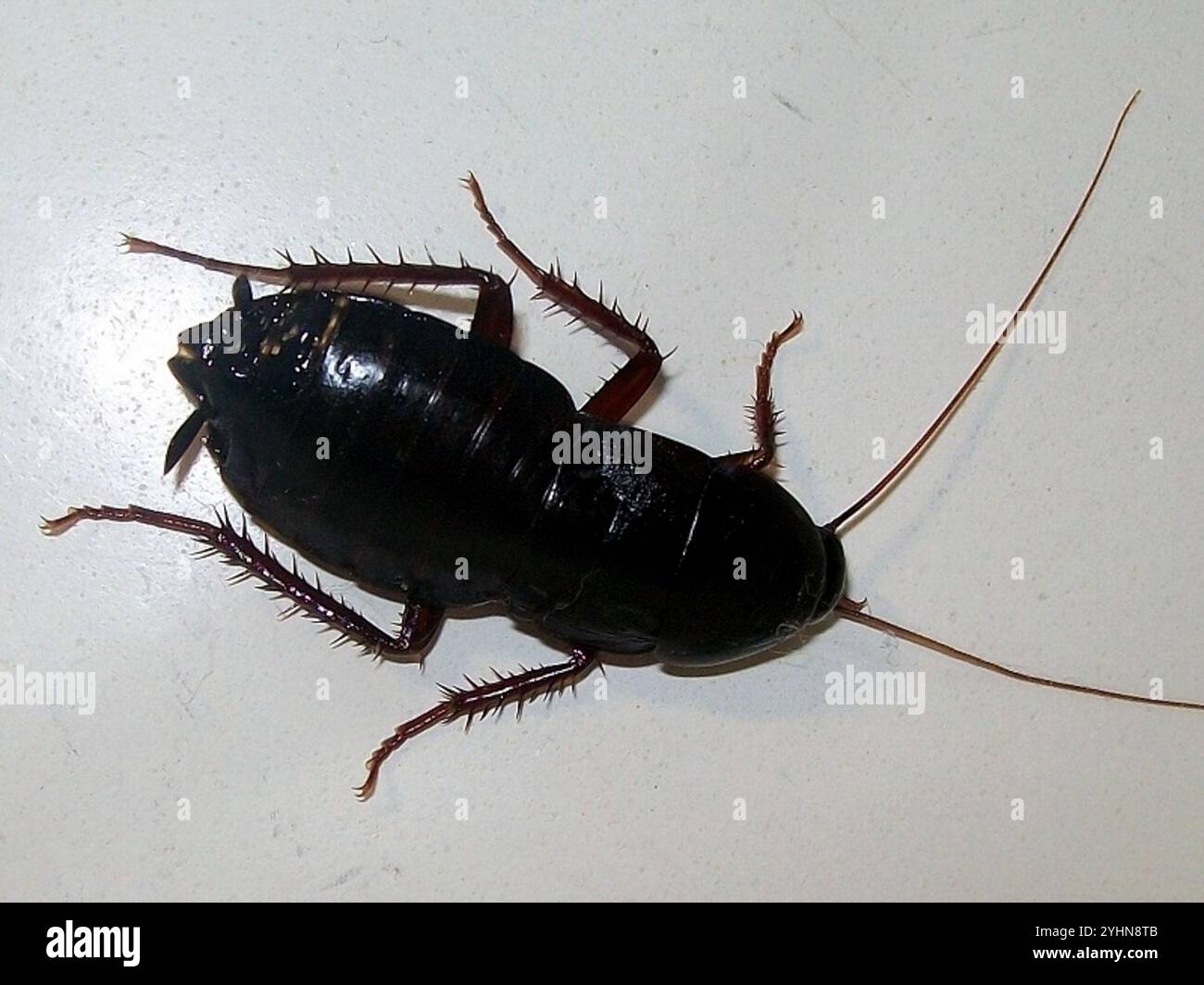 Oriental Cockroach (Blatta orientalis Stock Photo - Alamy