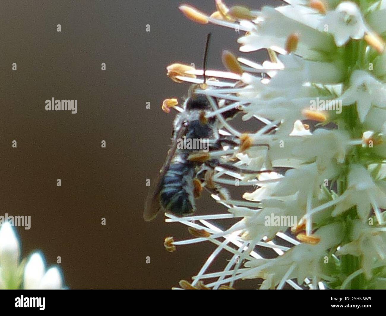 Armored-Resin bees (Heriades Stock Photo - Alamy