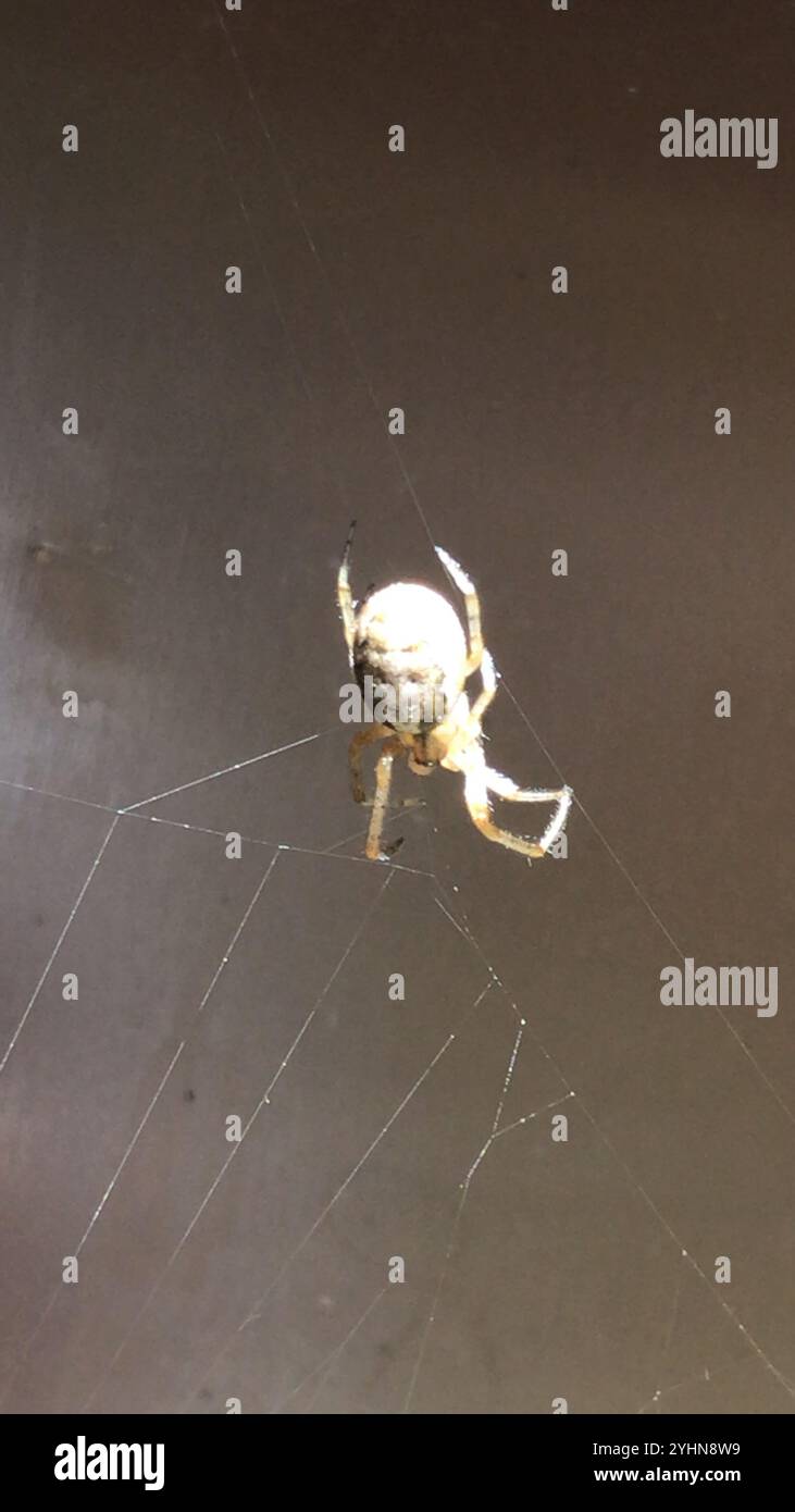 Silver-sided Sector Spider (Zygiella x-notata Stock Photo - Alamy