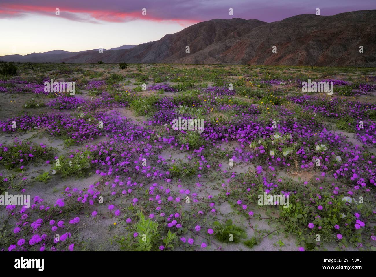 Sunset over the Santa Rosa Mountains with the spring bloom of ...