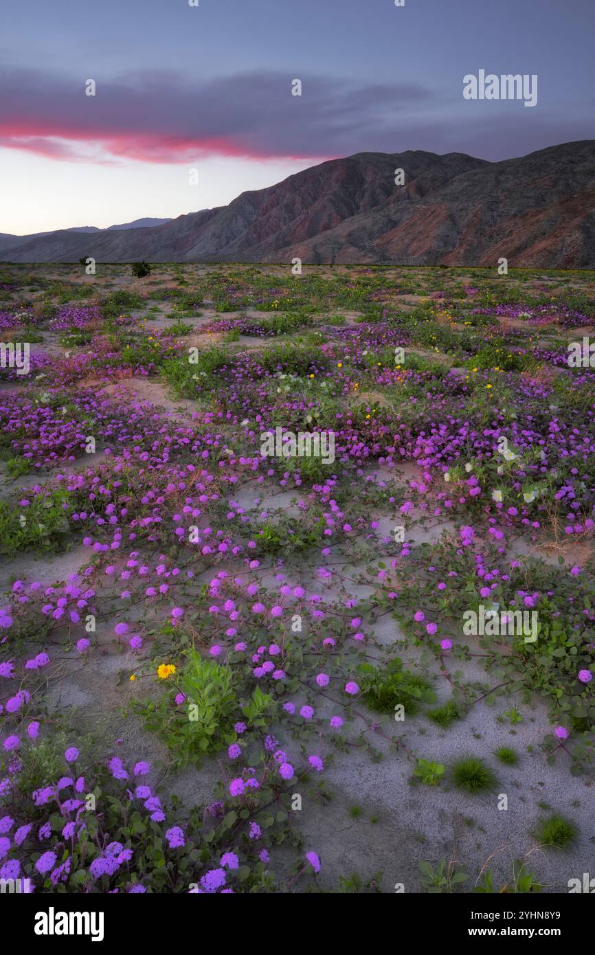 Sunset over the Santa Rosa Mountains with the spring bloom of ...