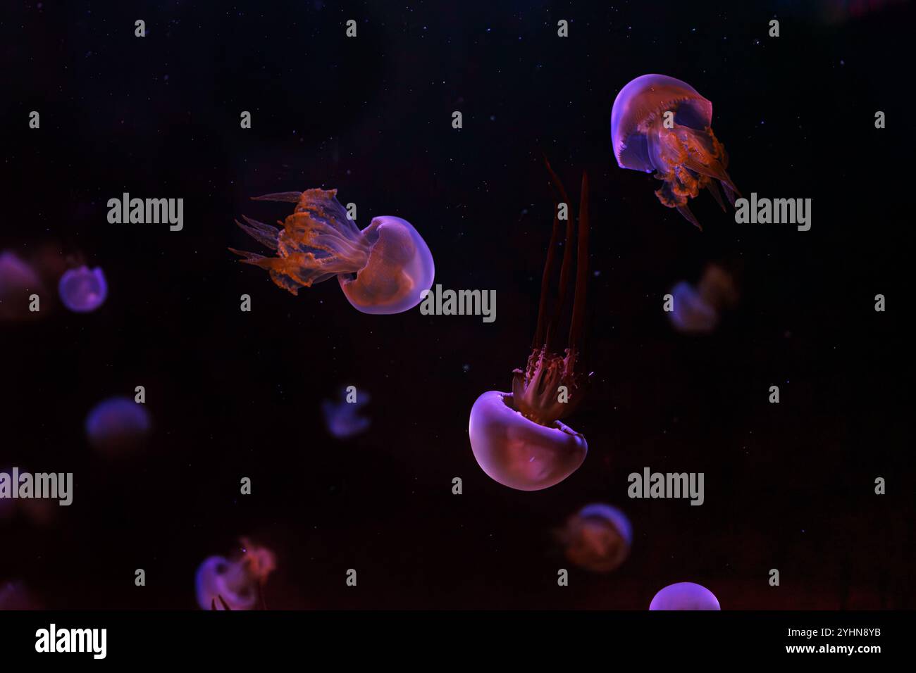 Group of jellyfish floating underwater aquarium pool illuminated with ...
