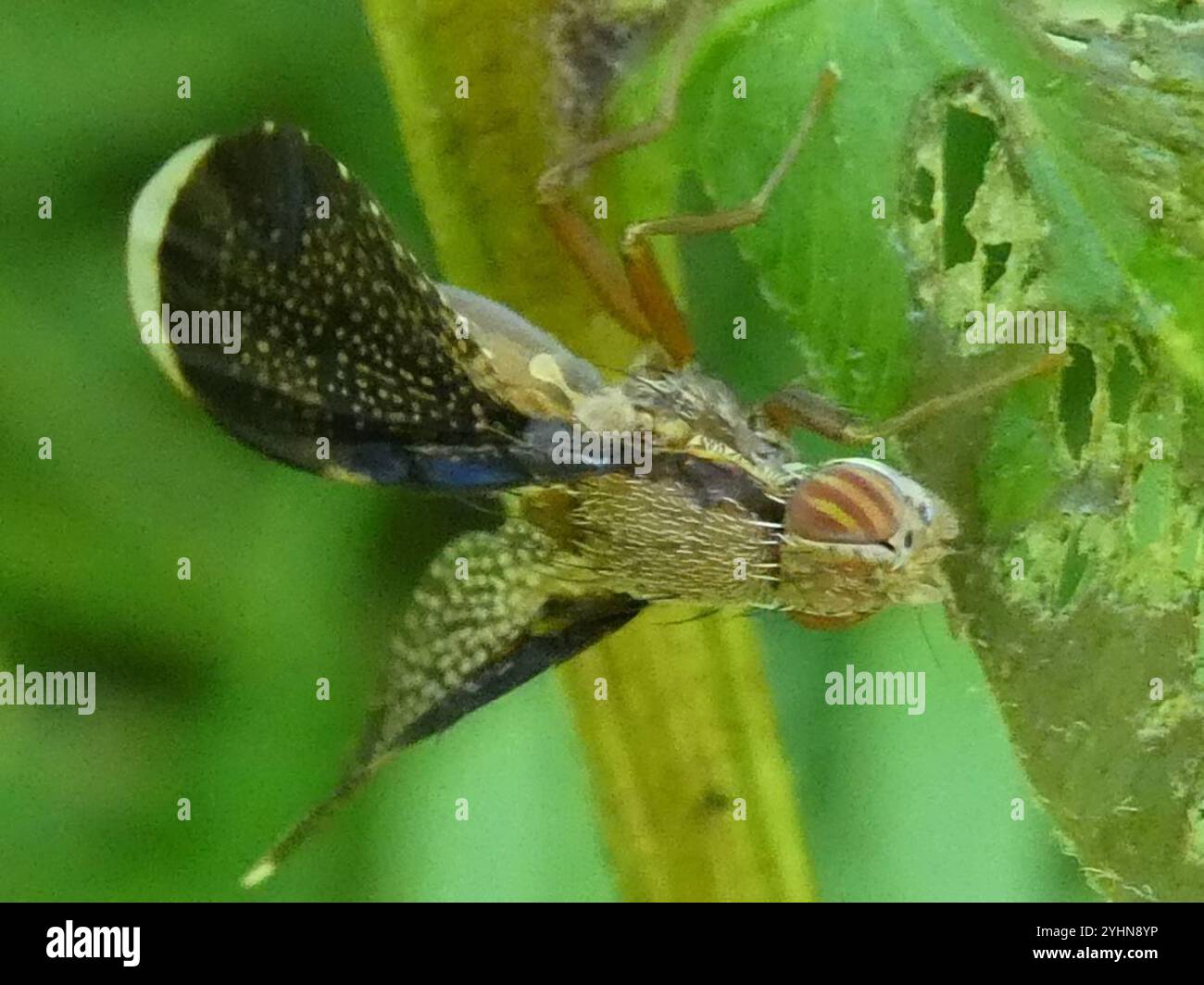 Eutreta hi-res stock photography and images - Alamy