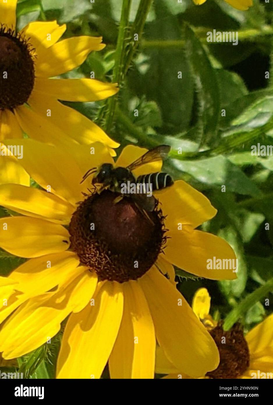 Pugnacious leafcutter bee hi-res stock photography and images - Alamy
