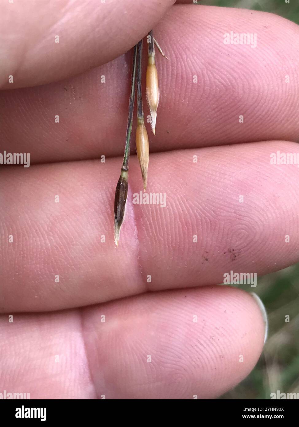 Texas winter grass (Nassella leucotricha Stock Photo - Alamy