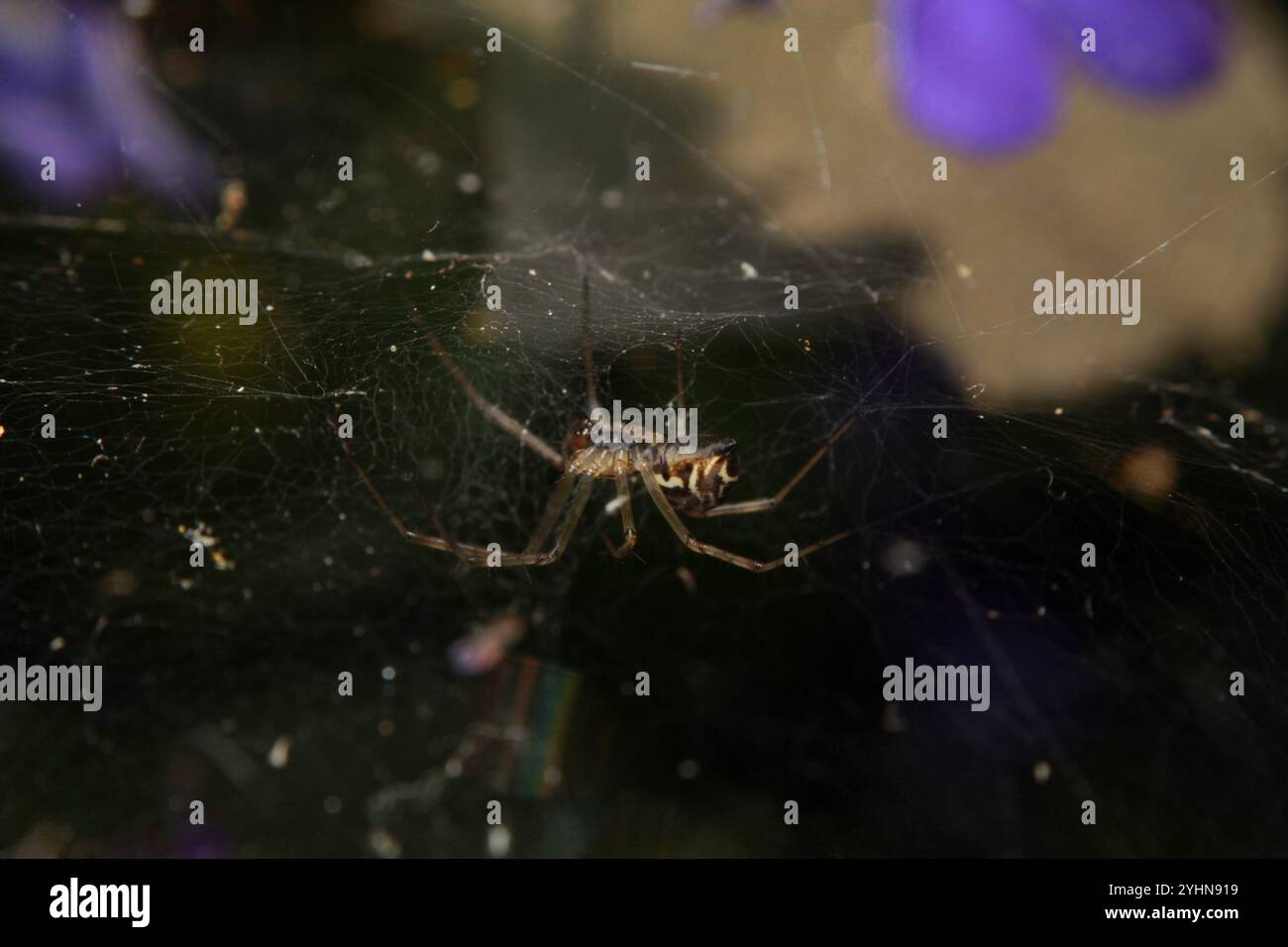 Common sheetweb spider (Linyphia triangularis Stock Photo - Alamy