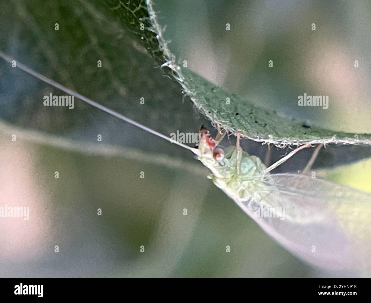 common green lacewings (Chrysoperla Stock Photo - Alamy