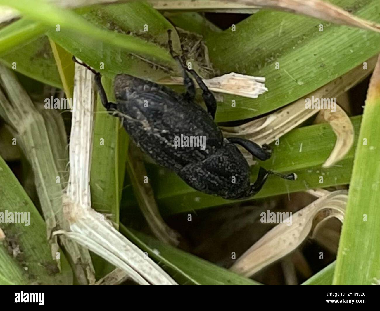 Snout and Bark Beetles (Curculionoidea Stock Photo - Alamy