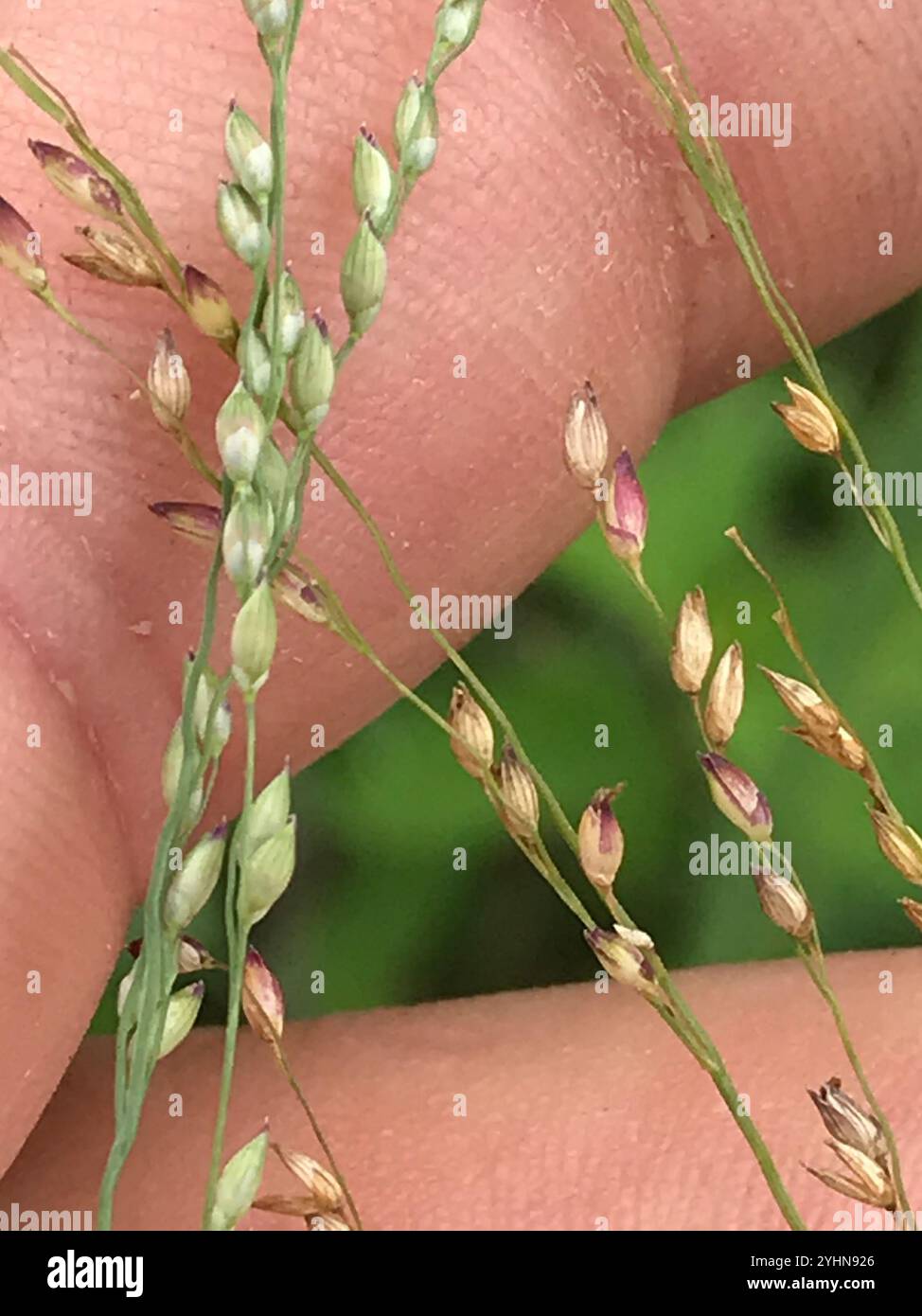 Kleingrass (Panicum coloratum Stock Photo - Alamy