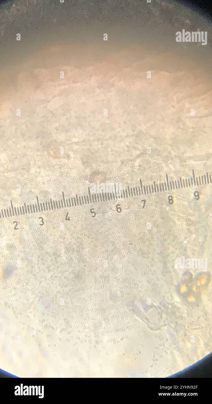 Cortinarius bolaris hi-res stock photography and images - Alamy