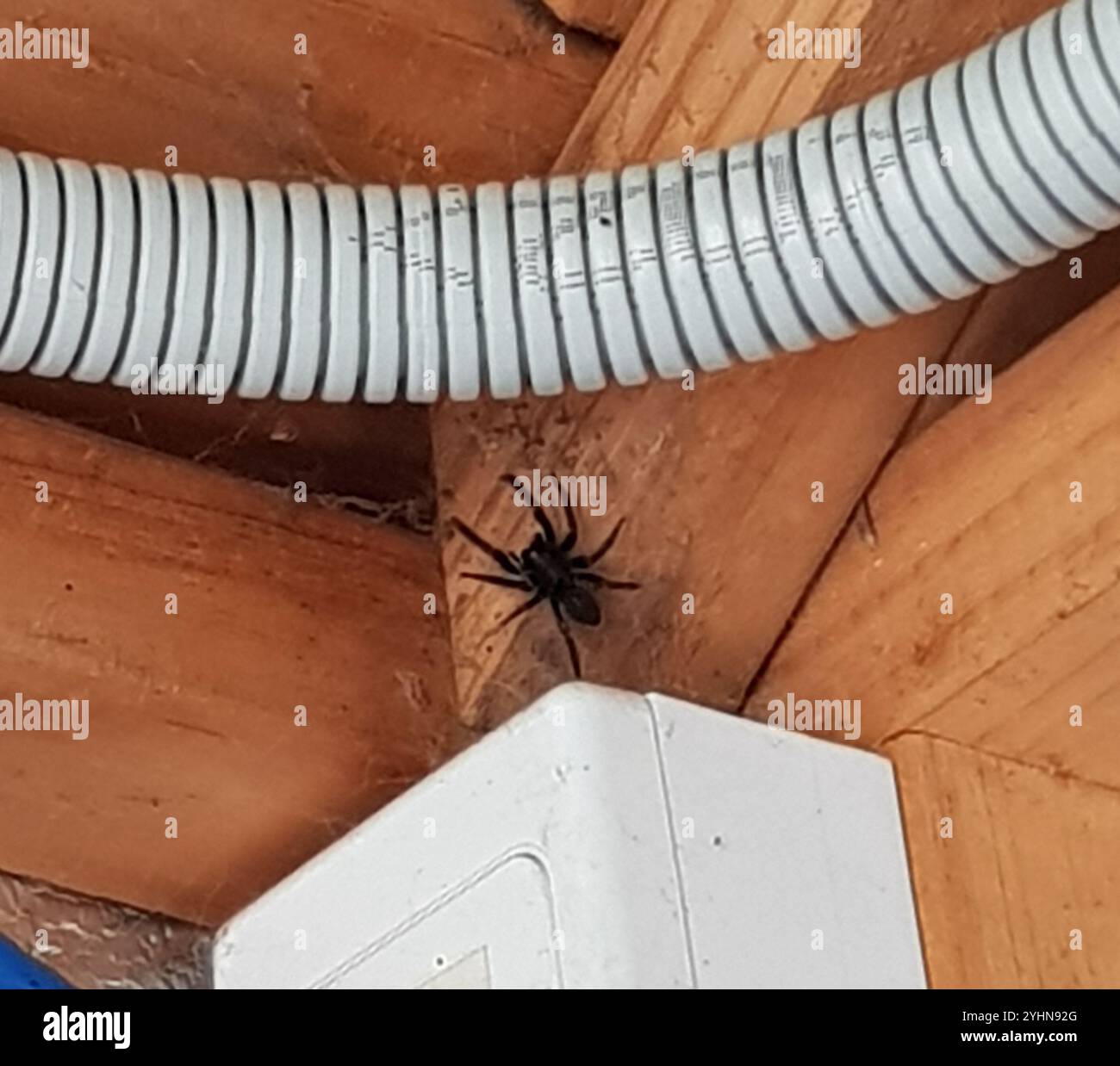 Black House Spider (Badumna insignis Stock Photo - Alamy