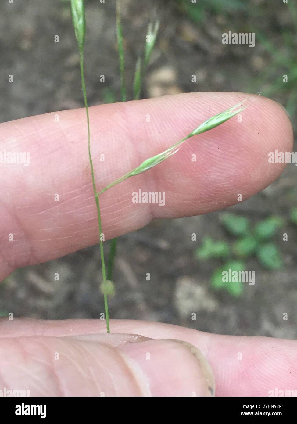 Flattened Oatgrass (Danthonia compressa Stock Photo - Alamy
