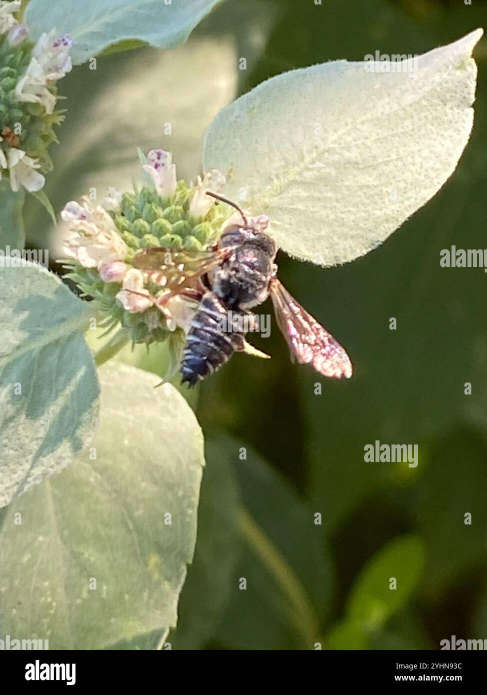 Sharptail Bees (Coelioxys Stock Photo - Alamy