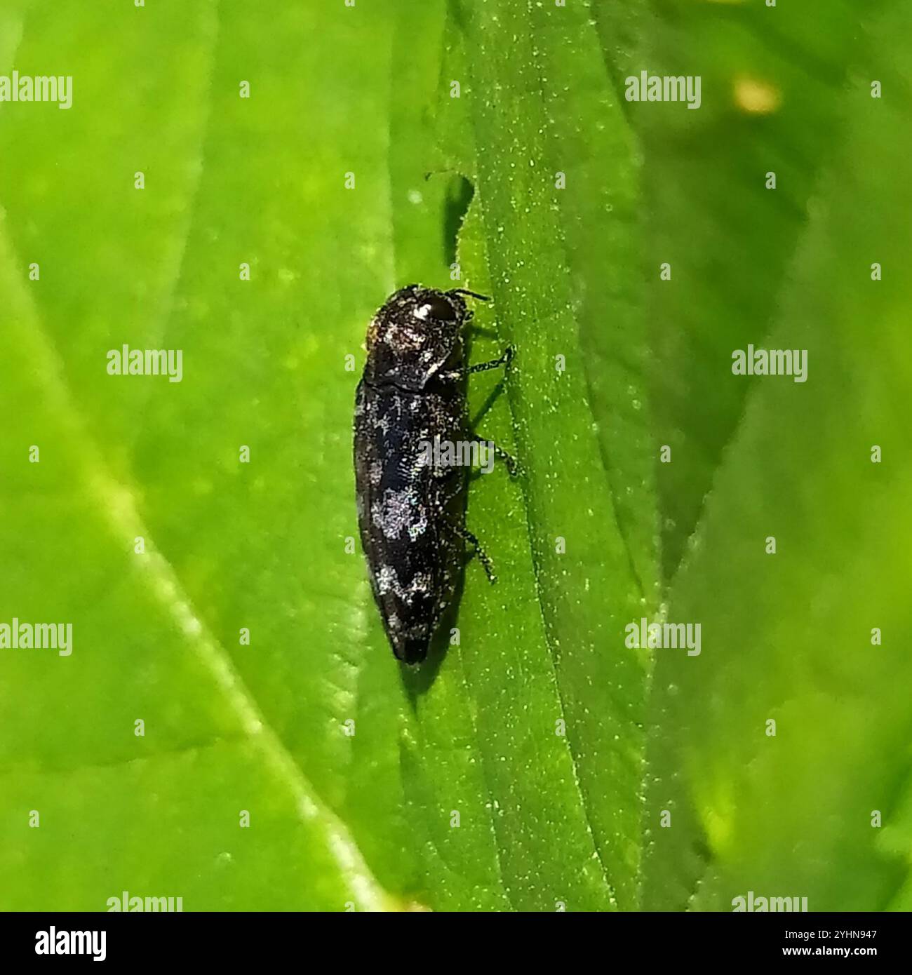 Coraebus hi-res stock photography and images - Alamy