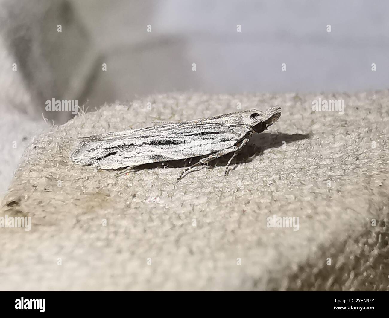 Anarsia hi-res stock photography and images - Alamy