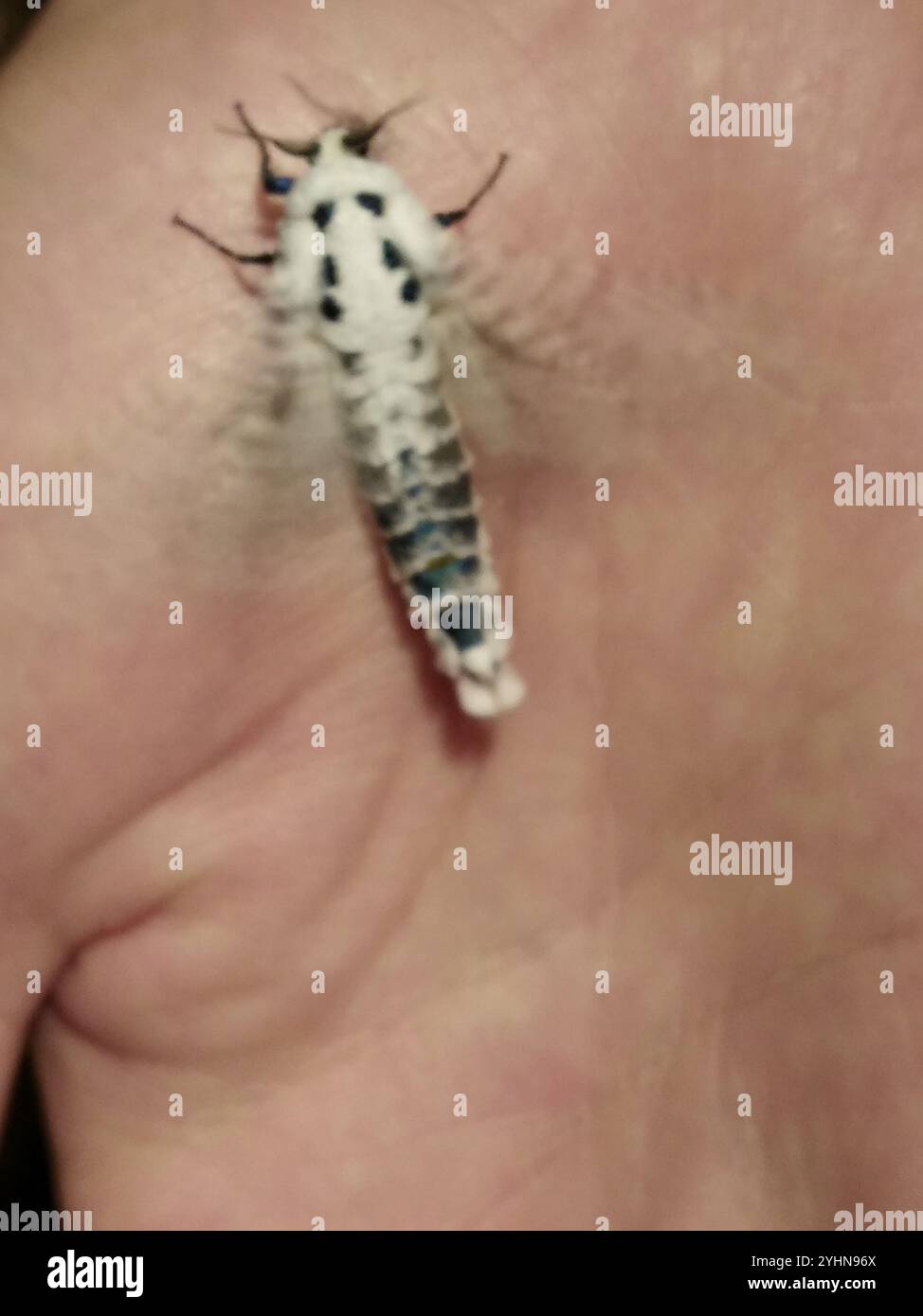 Wood Leopard Moth (Zeuzera pyrina Stock Photo - Alamy