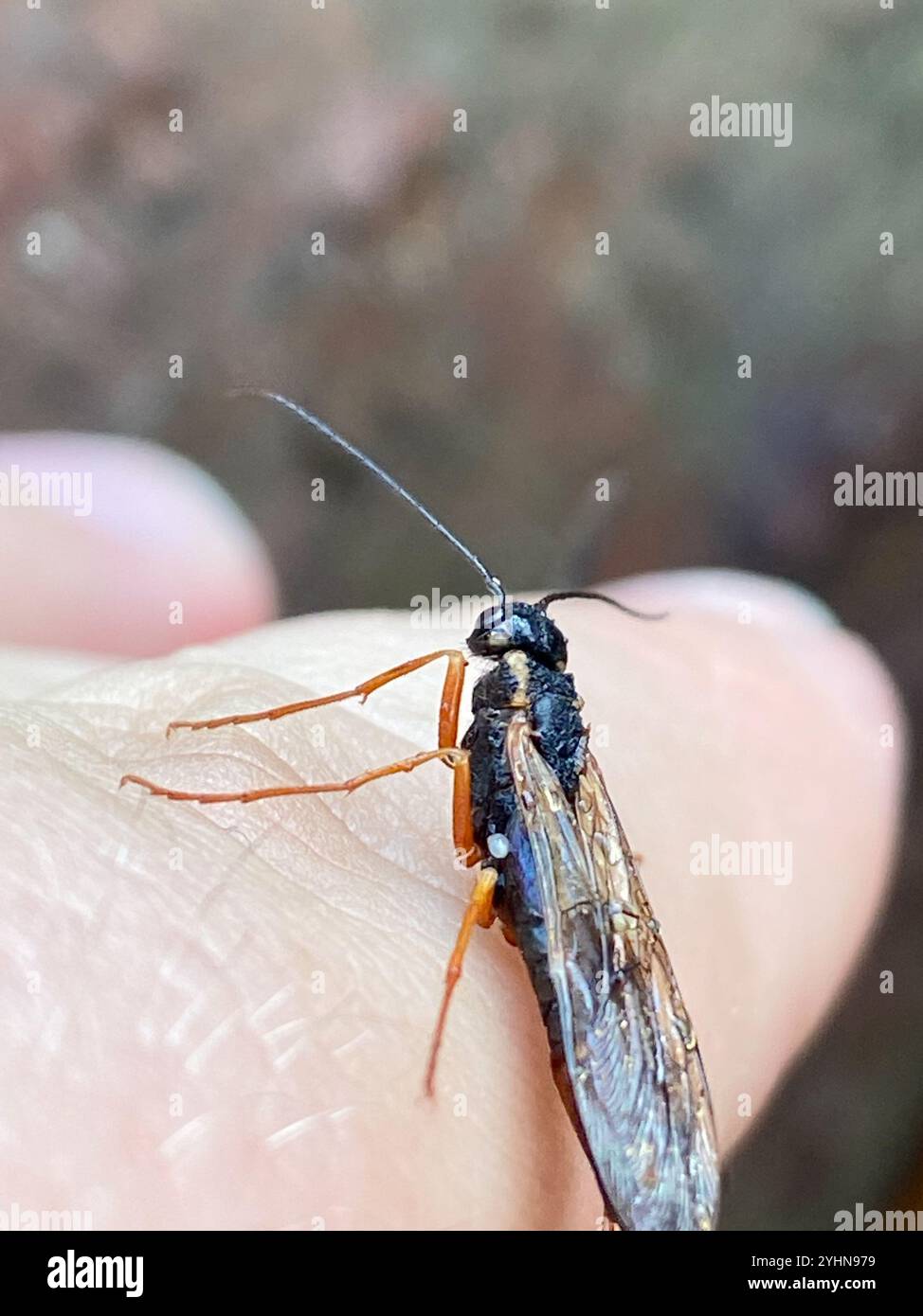 Dark-hipped Woodwasp (Xeris spectrum Stock Photo - Alamy