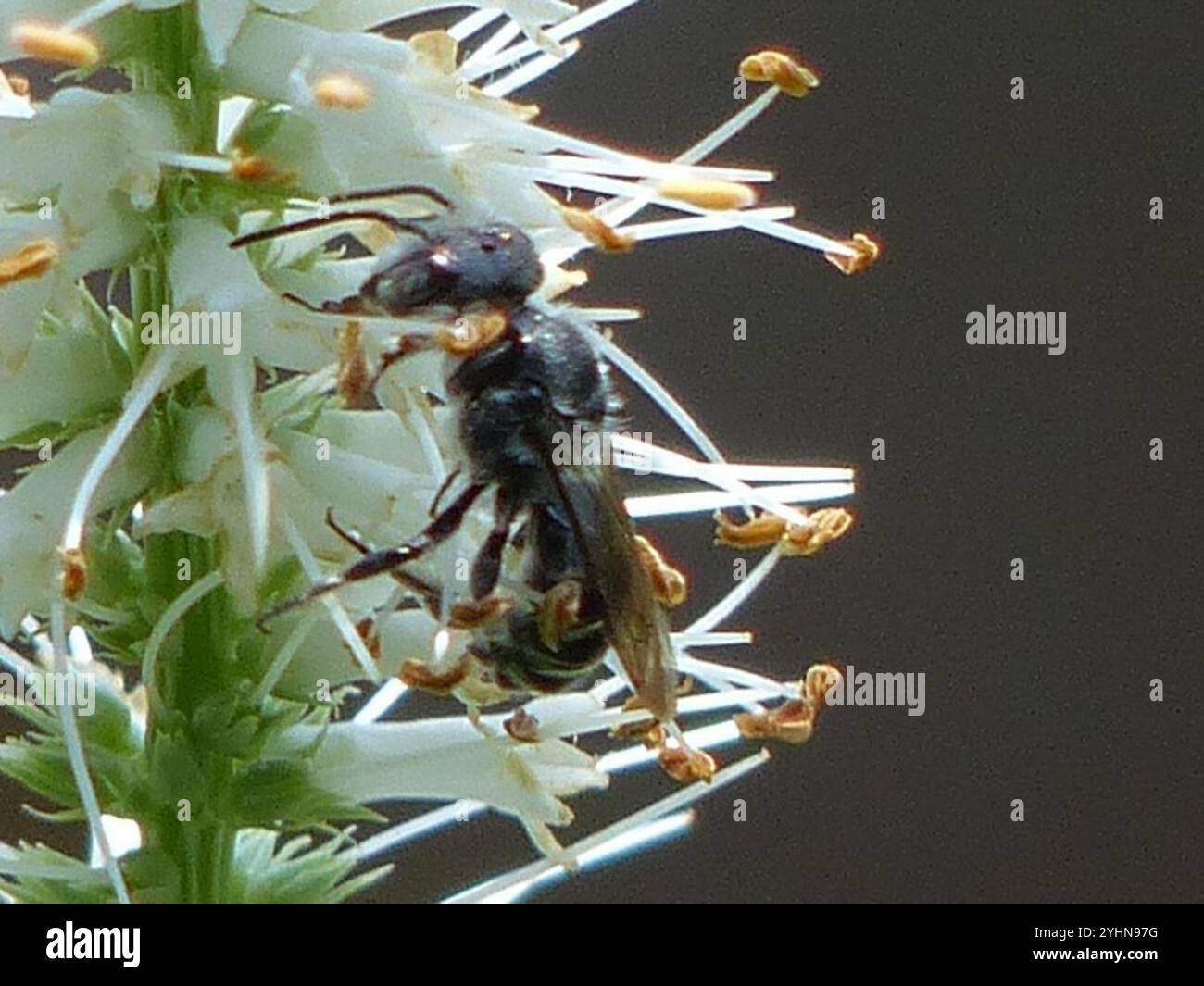 Armored-Resin bees (Heriades Stock Photo - Alamy