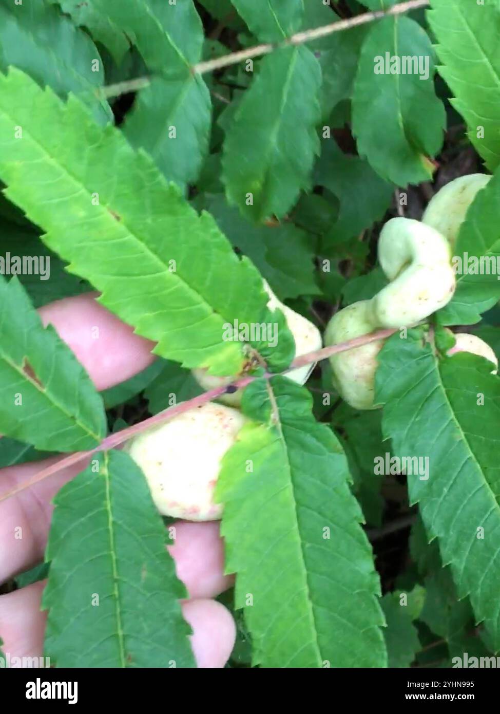 Sumac Gall Aphid (Melaphis rhois Stock Photo - Alamy