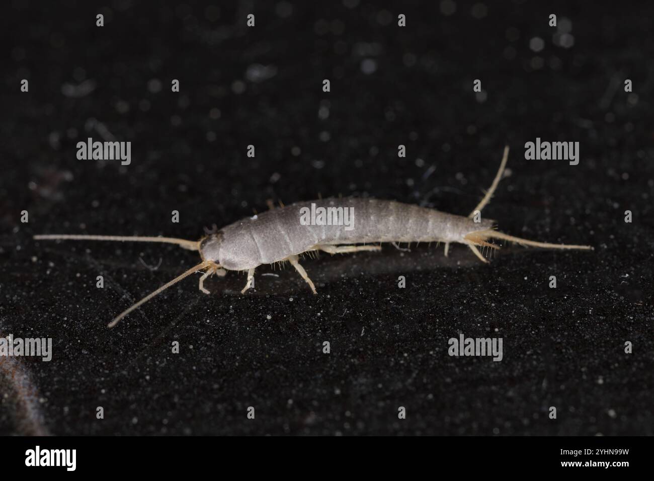 Silverfish In Bathroom